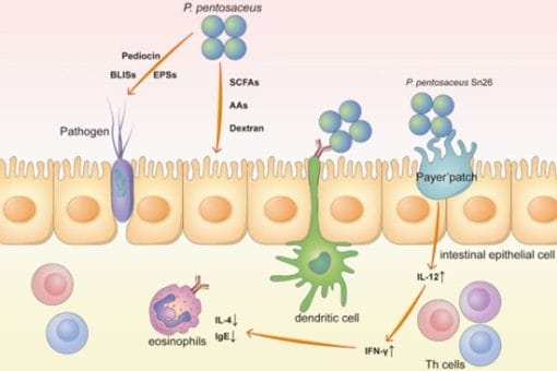 Axit lactic là gì? Có ở đâu? Công dụng của Lactic Acid